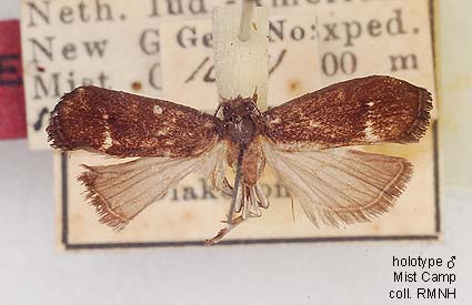 Papua Insects Foundation (Lepidoptera/Immidae/Imma inclinata)